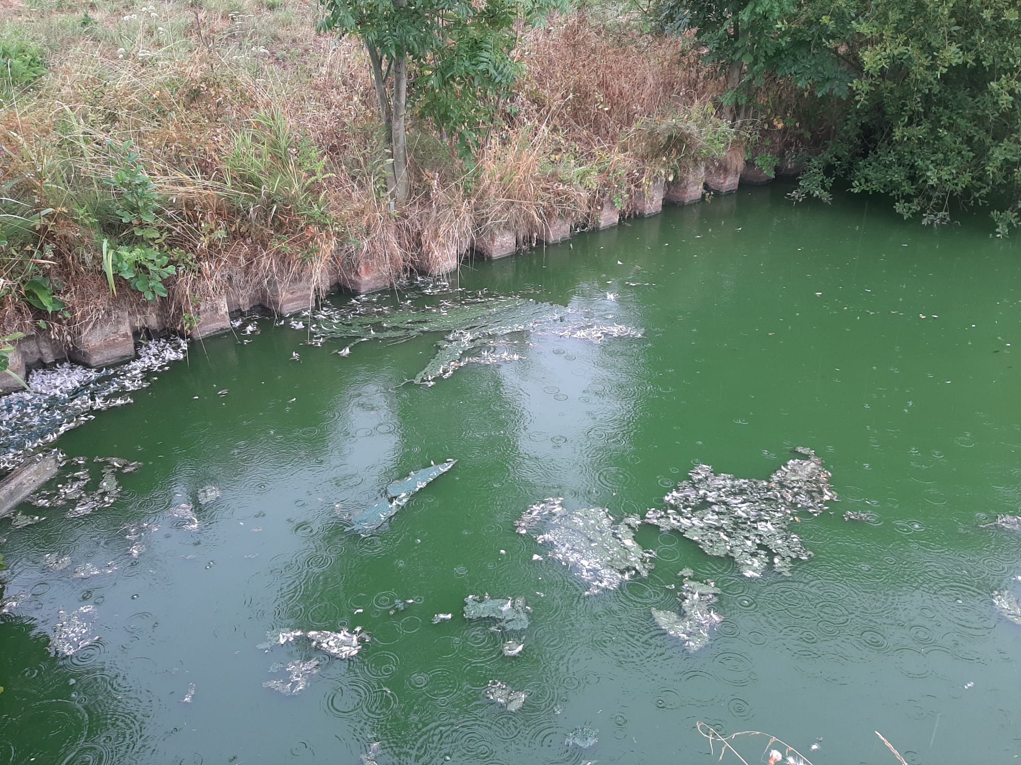 Opgepast: blauwalgen! | Sint Pieters Leeuw